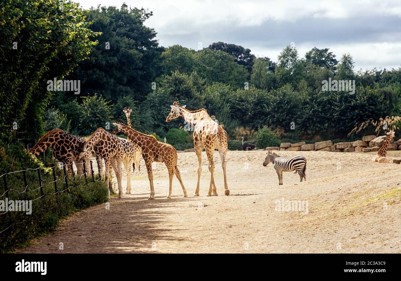 Dublin zoo hi-res stock photography and images - Alamy