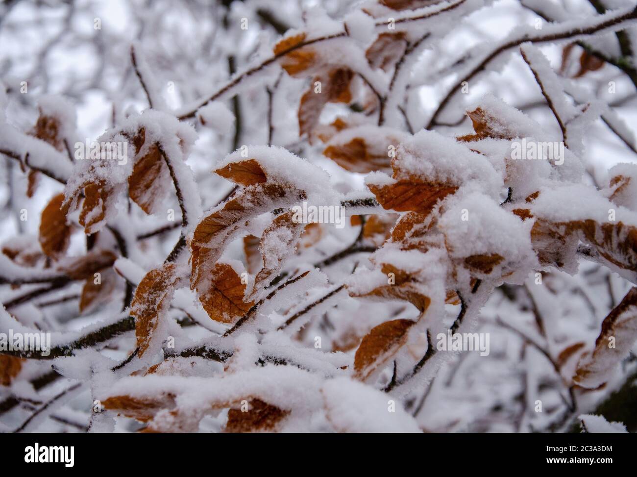 Beech tree winter foliage hi-res stock photography and images - Alamy