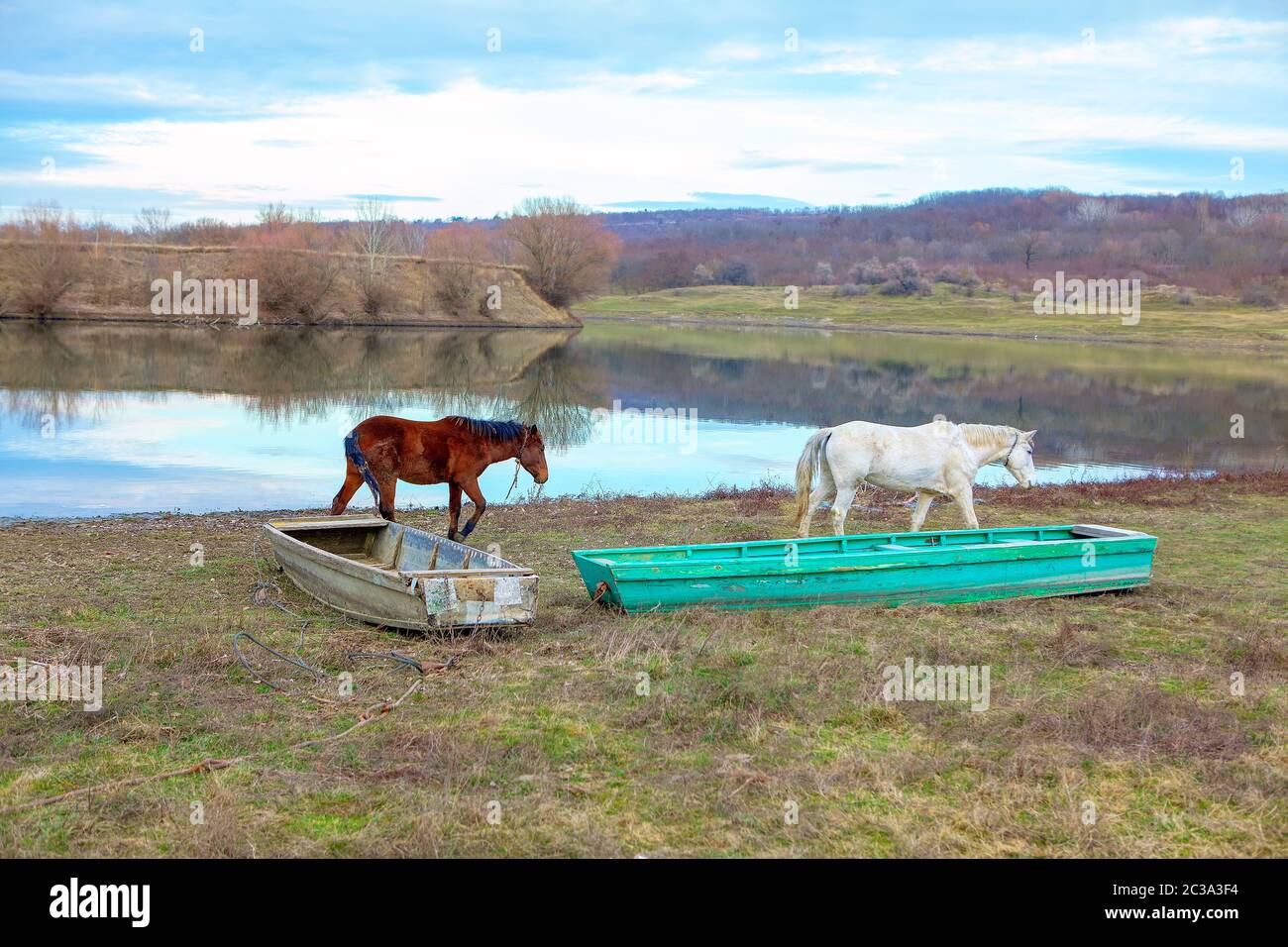 Cattle cows boat transport hi-res stock photography and images - Alamy