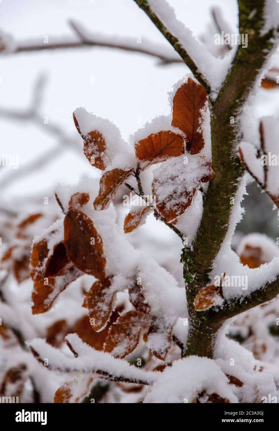 snow-covered beech tree at low temperatures in January Stock Photo - Alamy