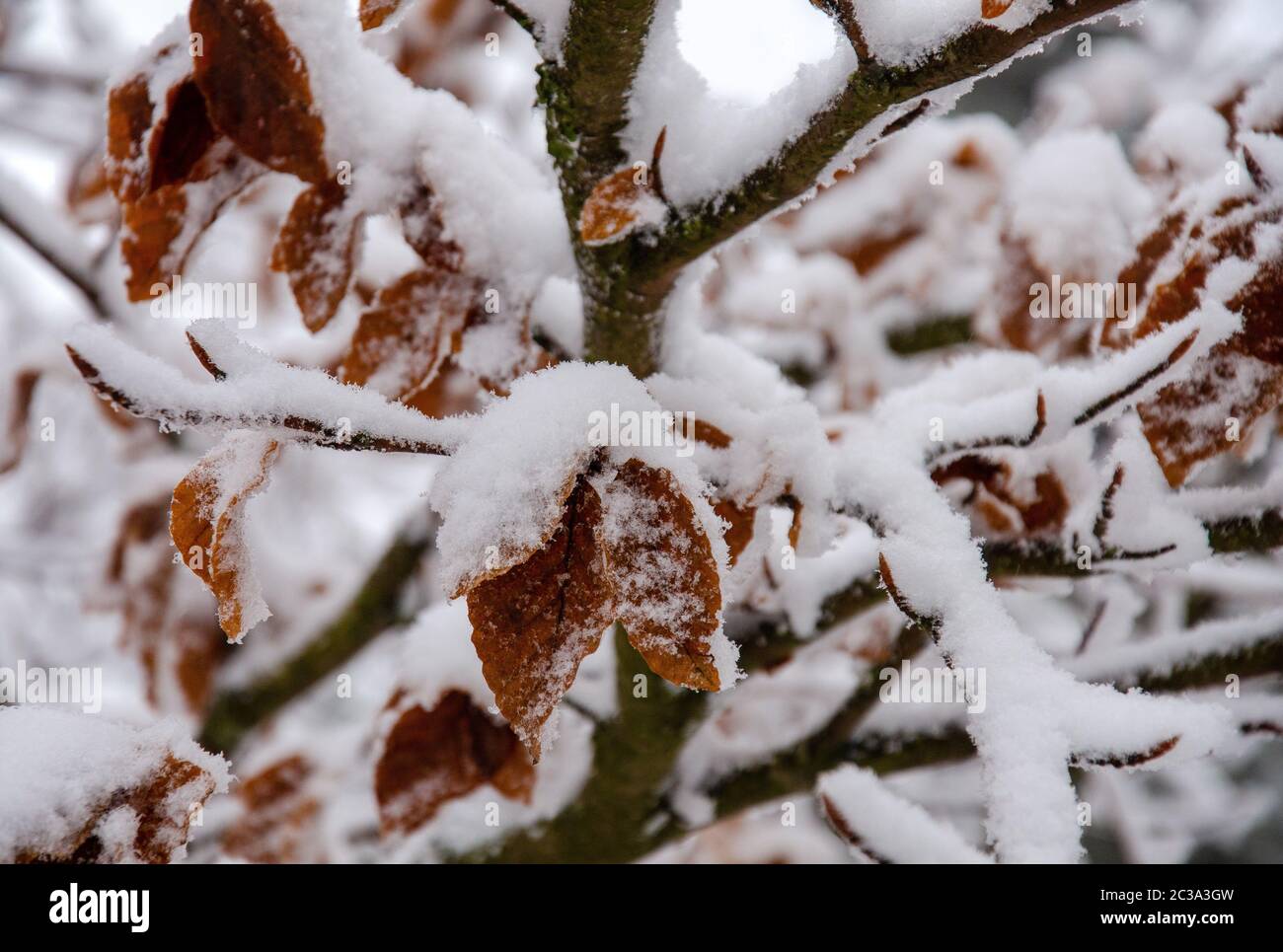 Beech tree snow hi-res stock photography and images - Alamy