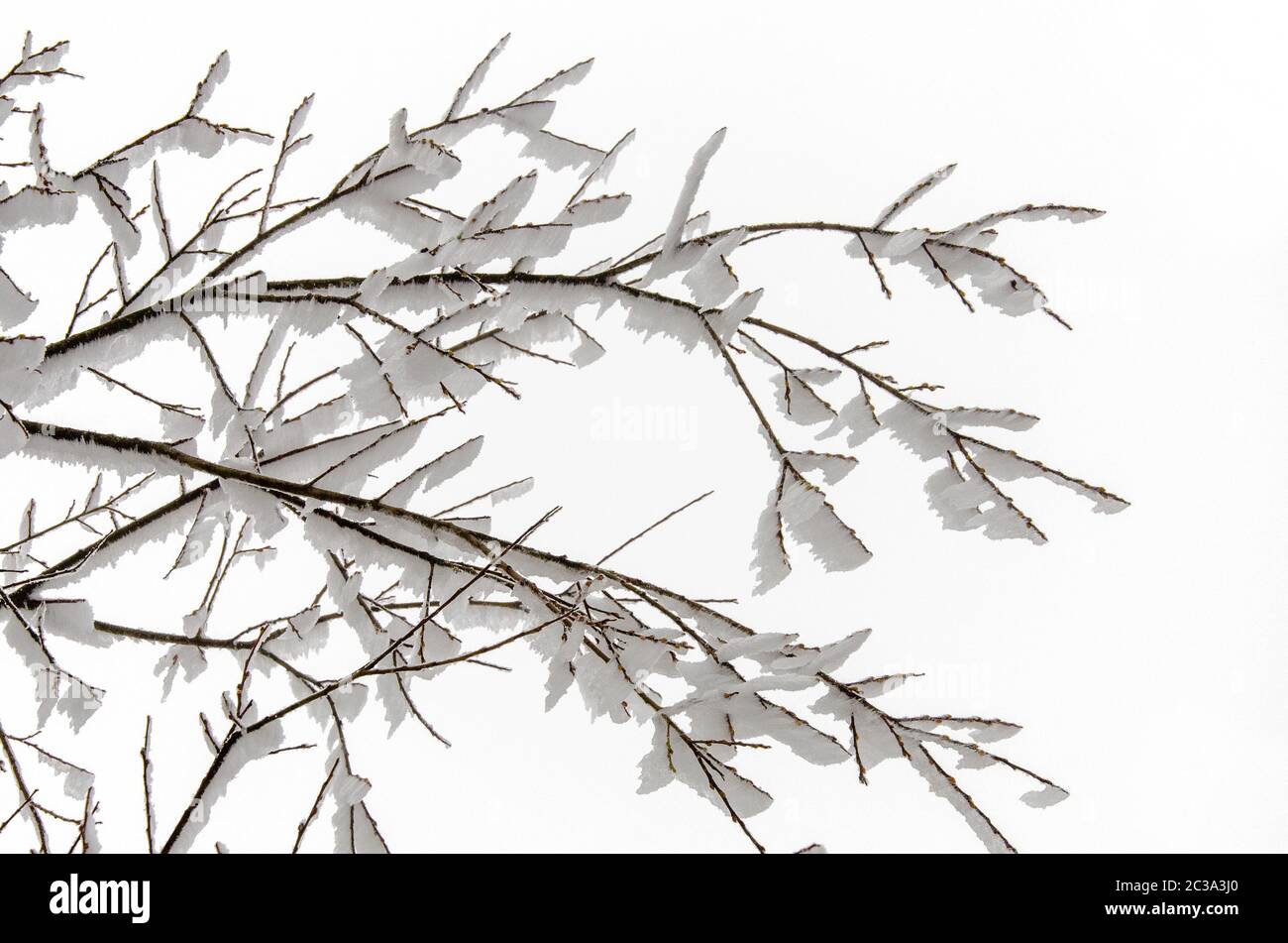 snow covered branch with freezing temperatures in January Stock Photo ...