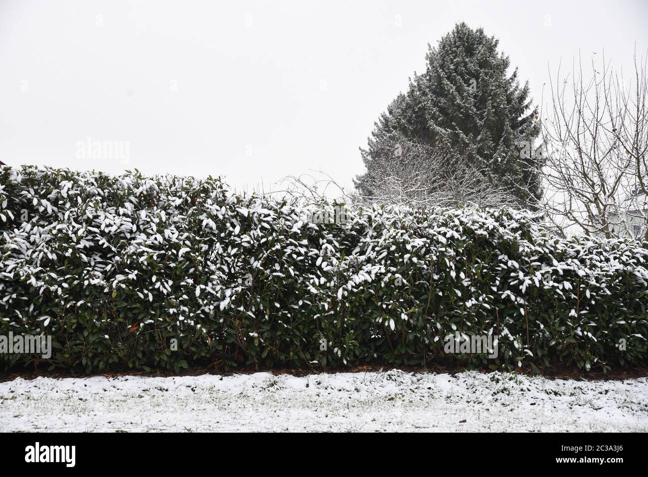 English Laurel Tree High Resolution Stock Photography and Images - Alamy