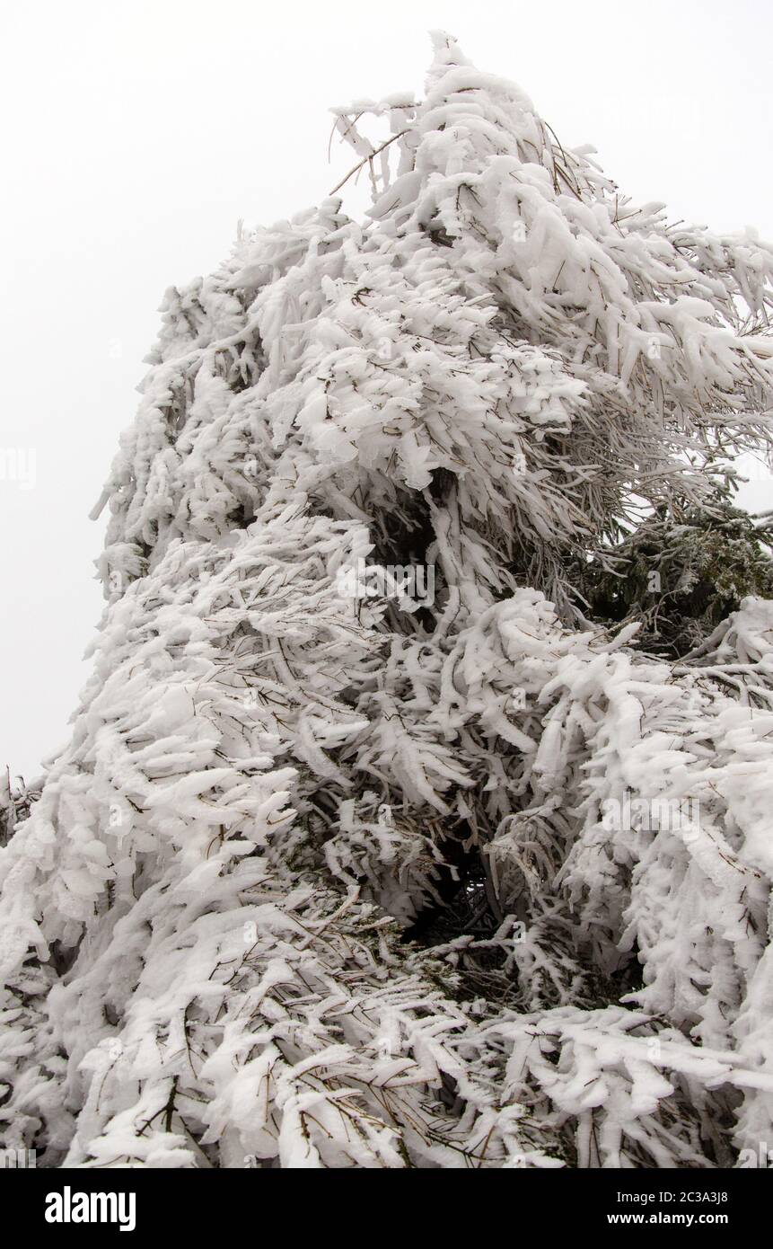 snow covered branch with freezing temperatures in January Stock Photo ...