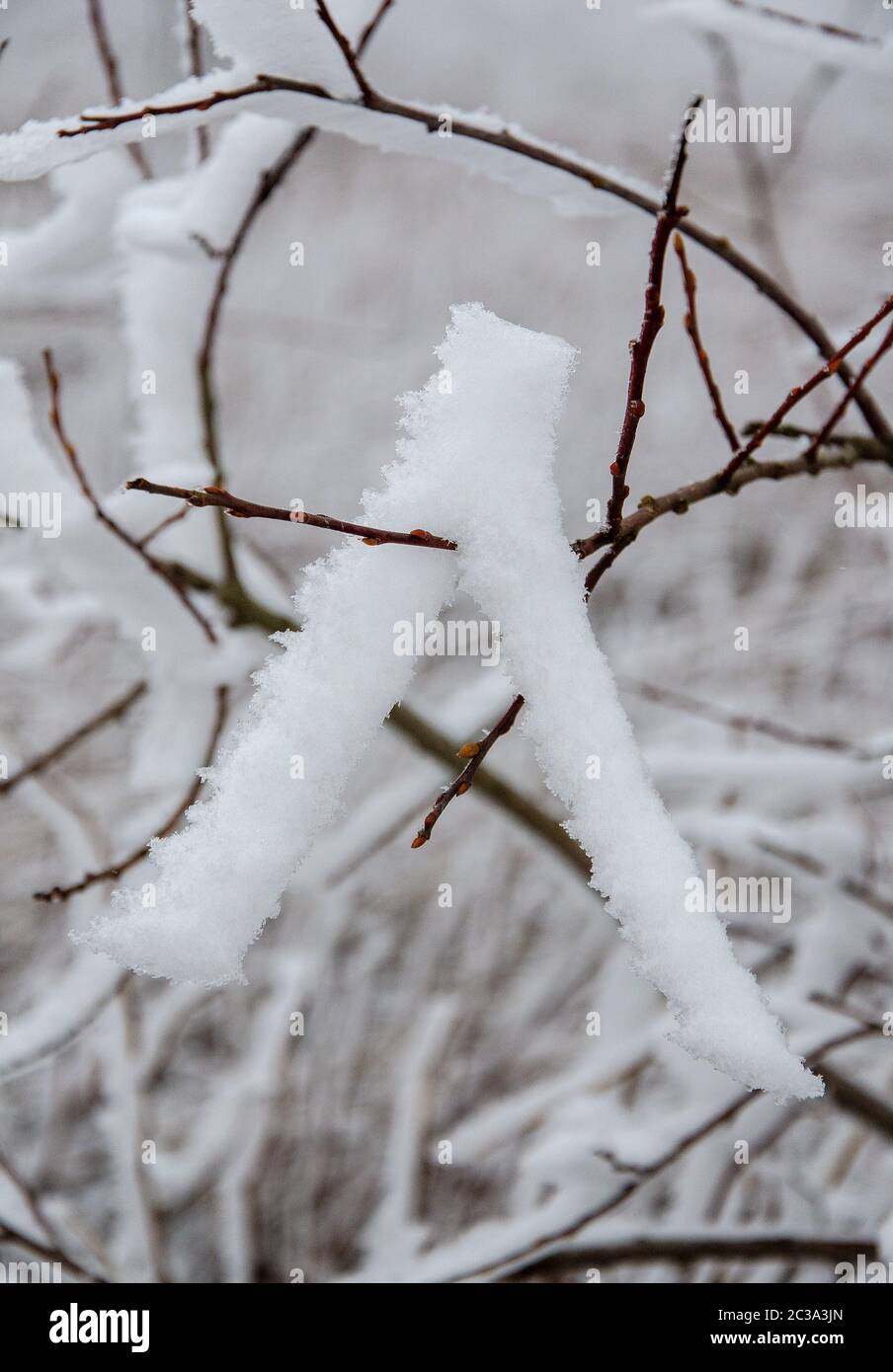 snow covered branch with freezing temperatures in January Stock Photo ...