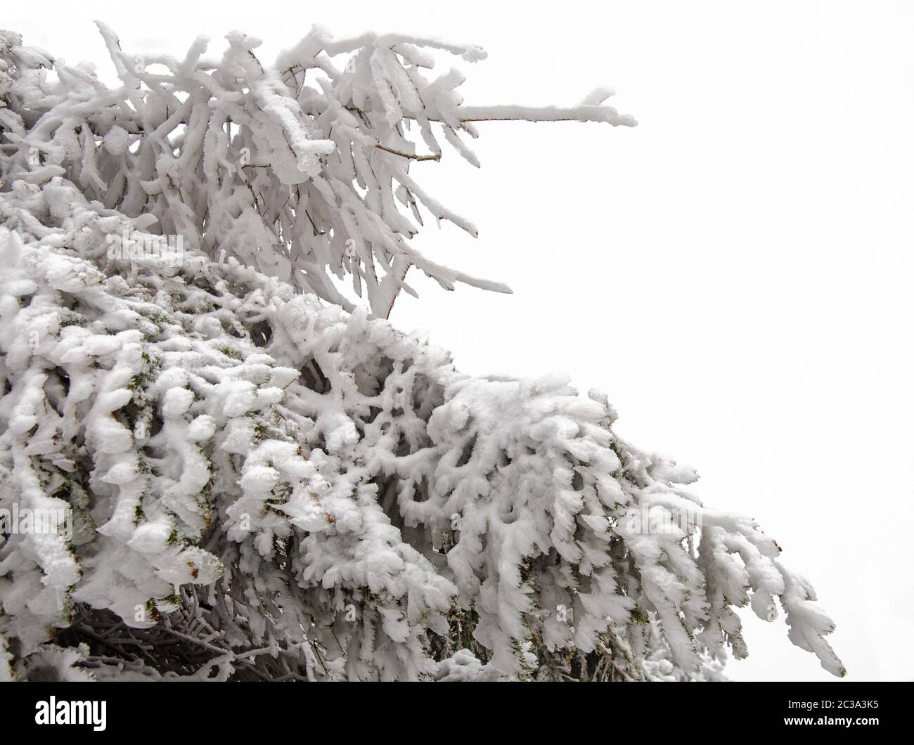 snow covered branch with freezing temperatures in January Stock Photo ...
