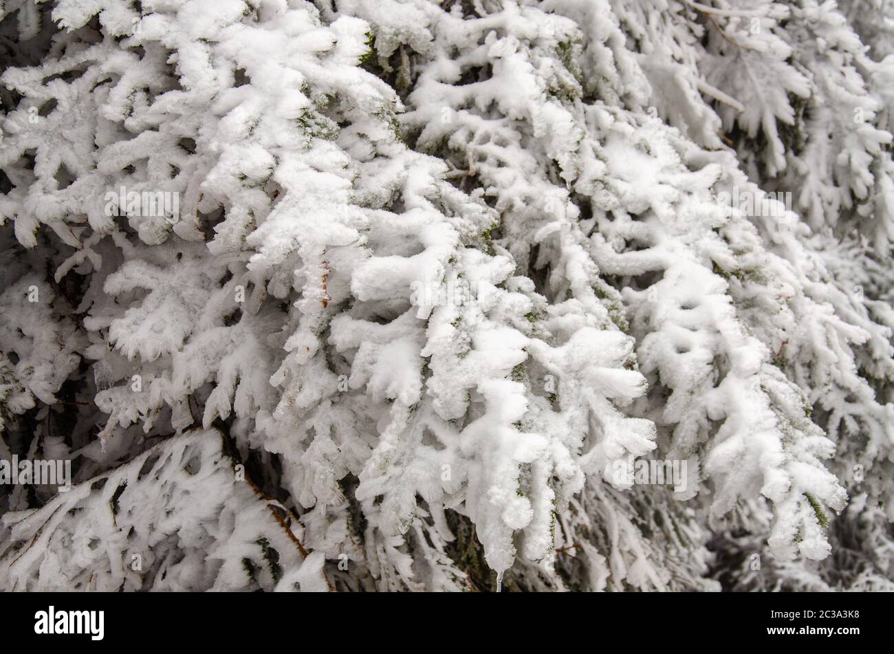 snow covered branch with freezing temperatures in January Stock Photo ...