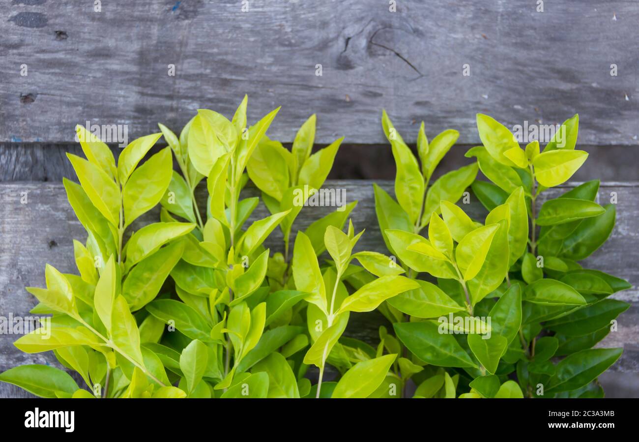 decorative border of green leaves on rustic wood Stock Photo - Alamy