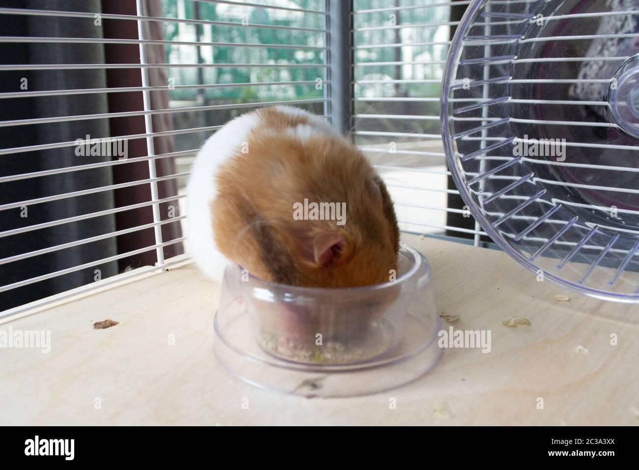 Syrian hamster eating from food bowl Stock Photo - Alamy