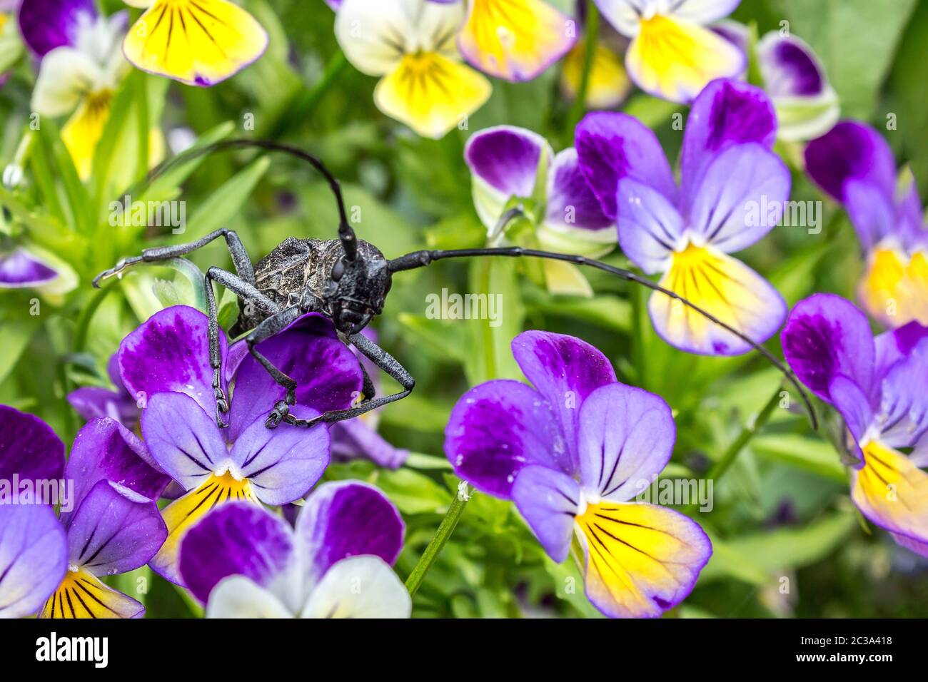 Mustache of flowers hi-res stock photography and images - Alamy