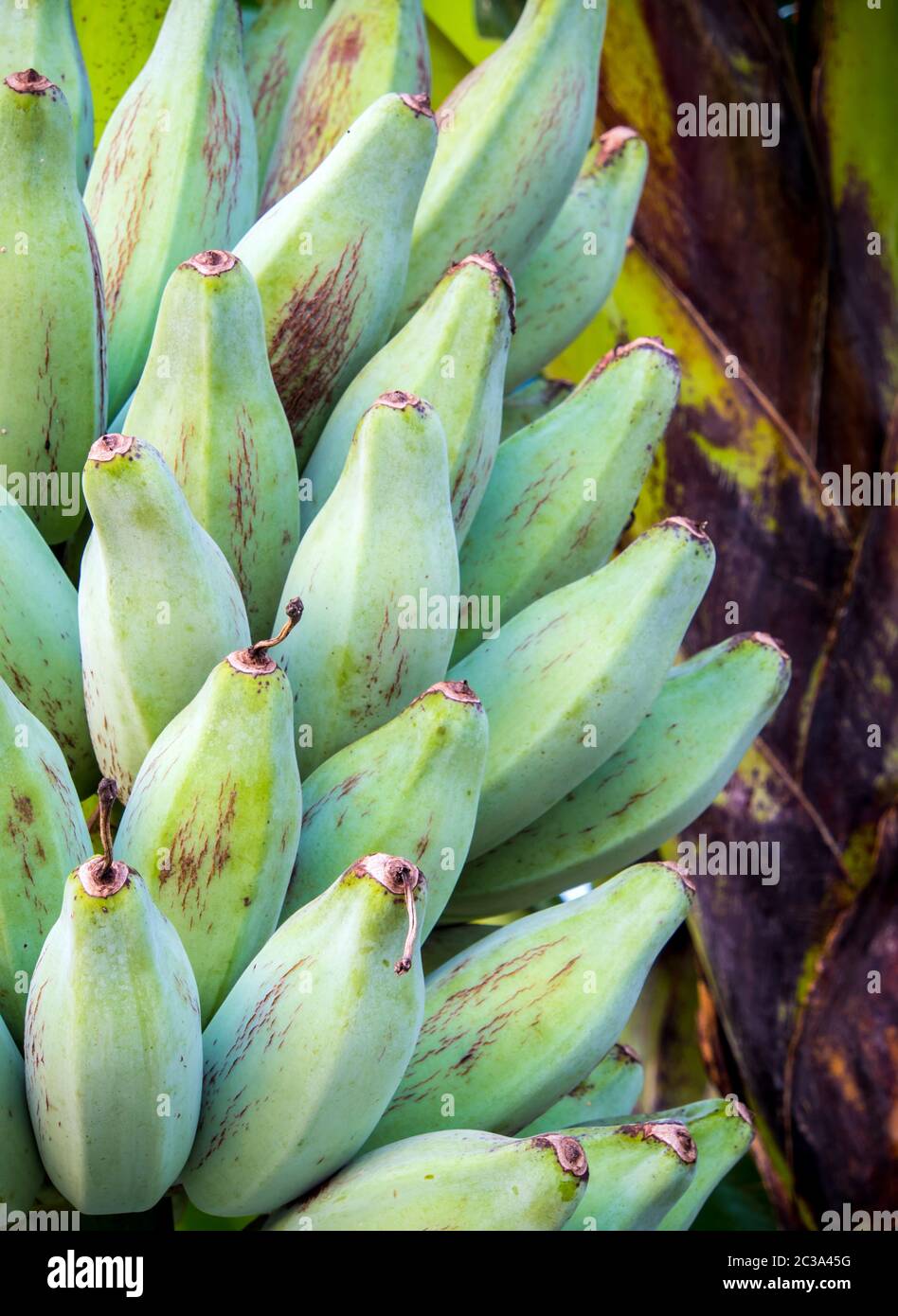Banana tree full of fruit hi-res stock photography and images - Alamy