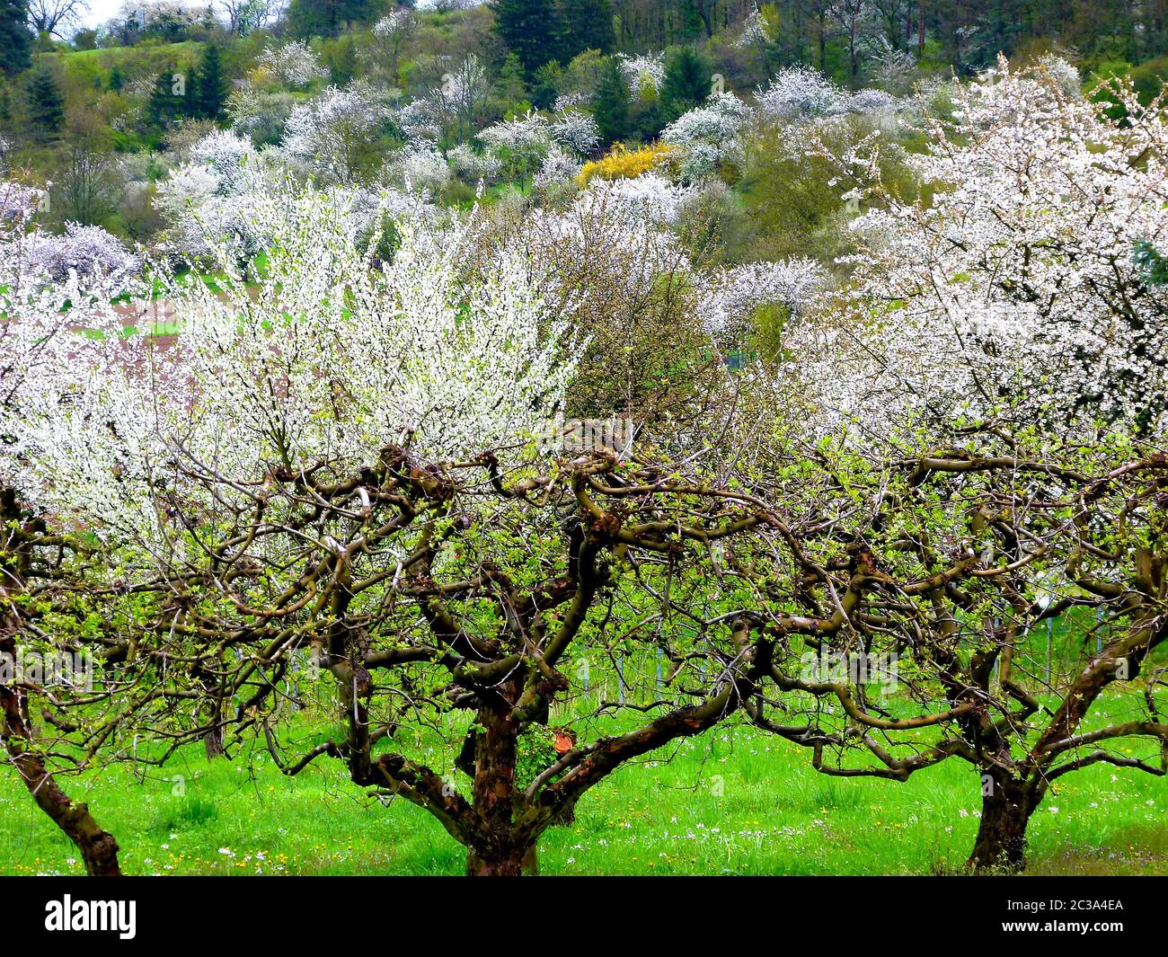 Cherry trees in bloom hi-res stock photography and images - Alamy