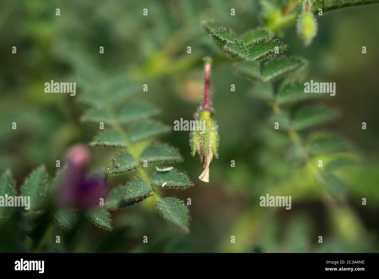 Chickpeas flowers with green young plants in the farm field Stock Photo ...