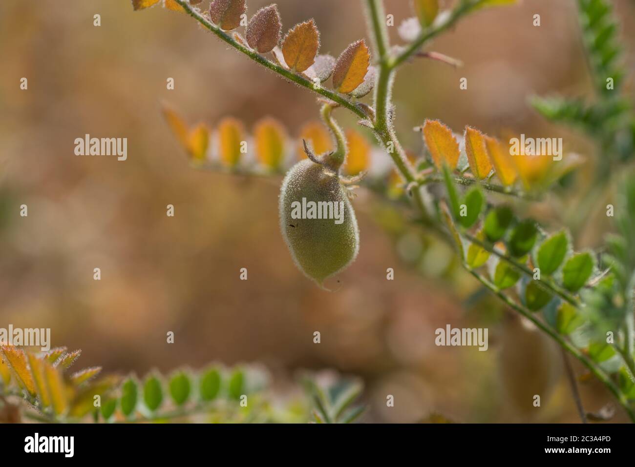 closeup of Chickpeas pod with green young plants in the farm field ...