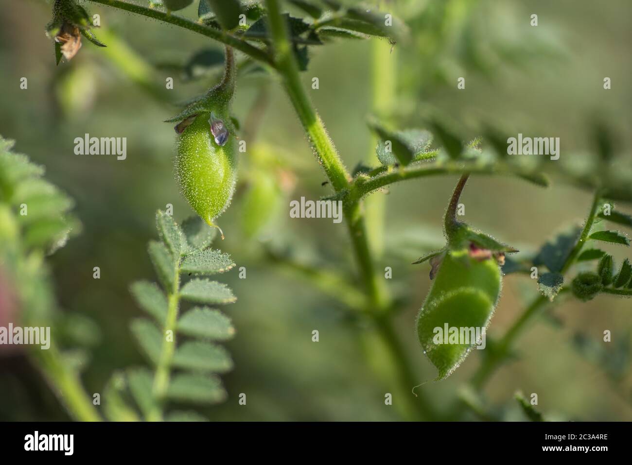 closeup of Chickpeas pod with green young plants in the farm field ...