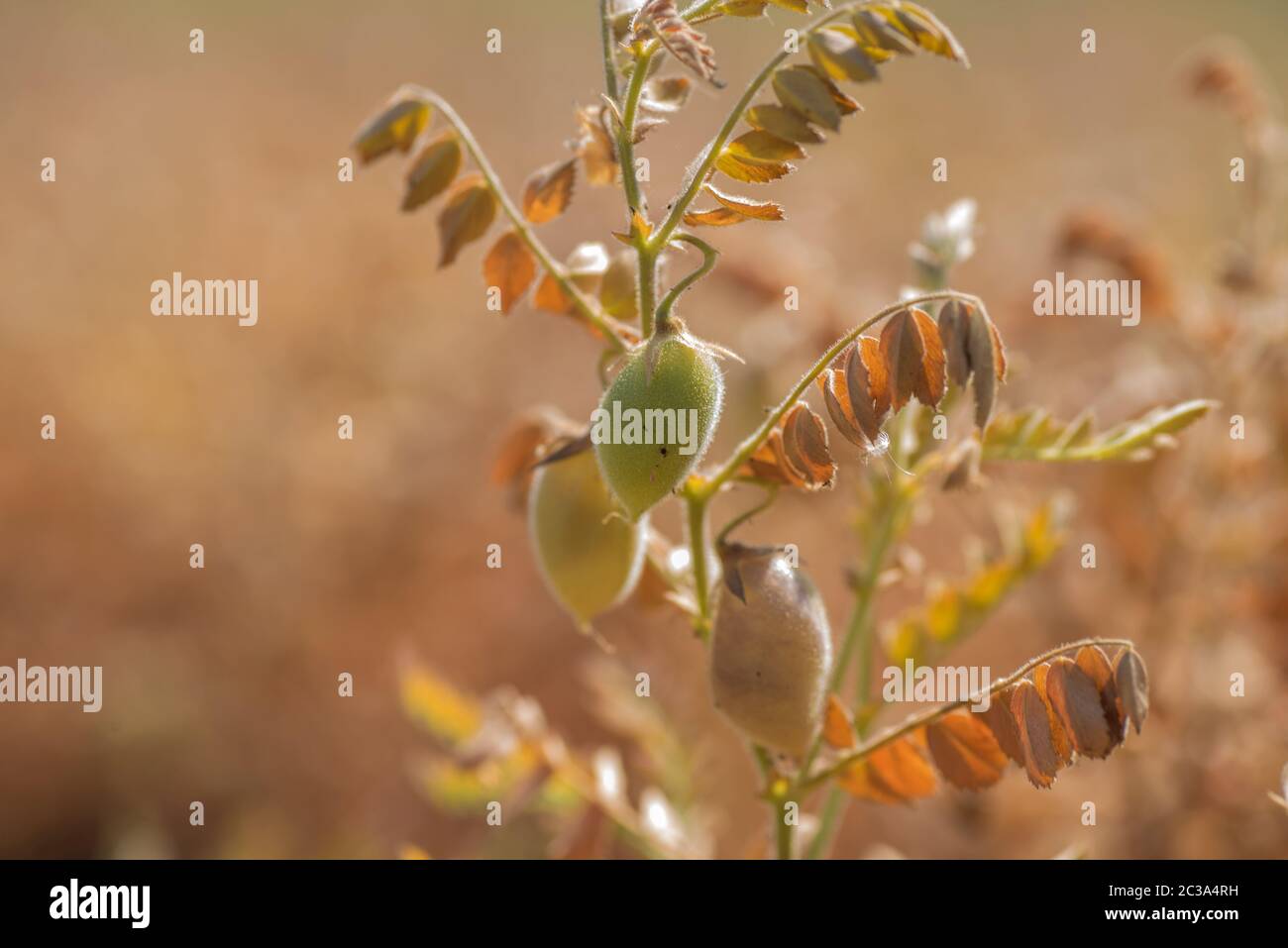 closeup of Chickpeas pod with green young plants in the farm field ...
