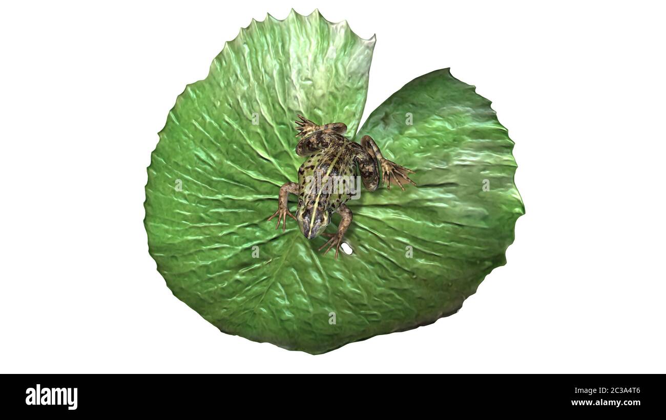 Water lily garden Cut Out Stock Images & Pictures - Alamy