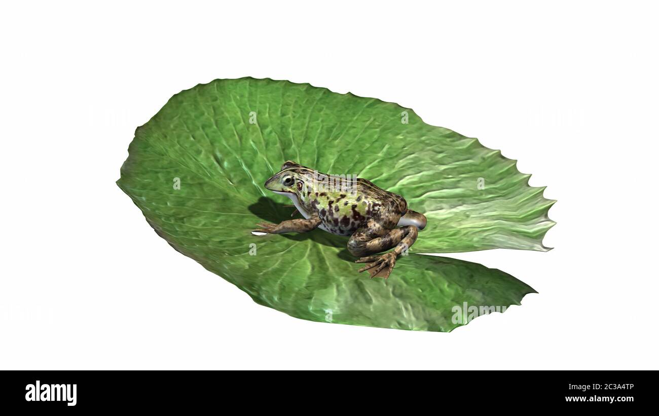 Water lily frog Cut Out Stock Images & Pictures - Alamy