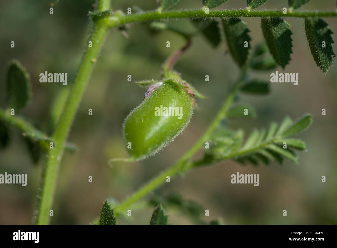 closeup of Chickpeas pod with green young plants in the farm field ...