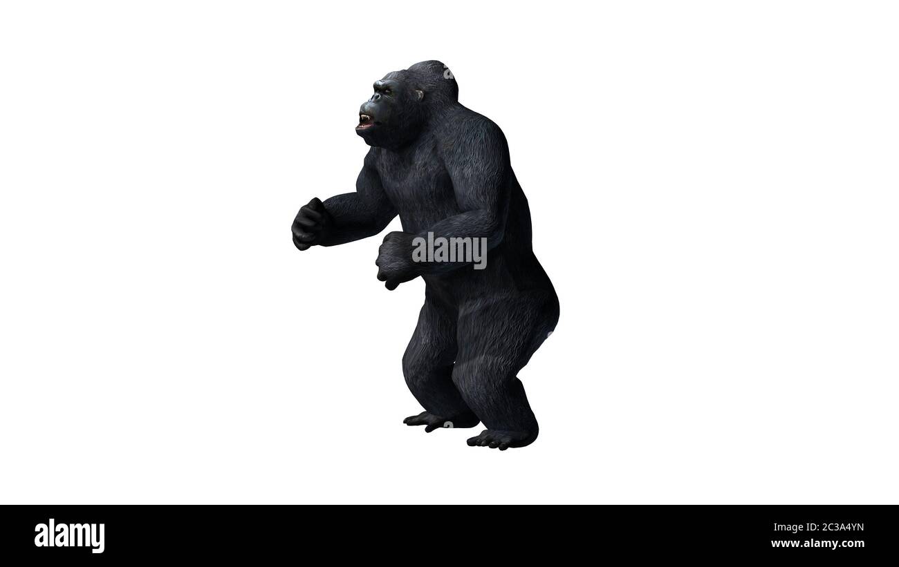 Silverback gorilla standing hi-res stock photography and images - Alamy
