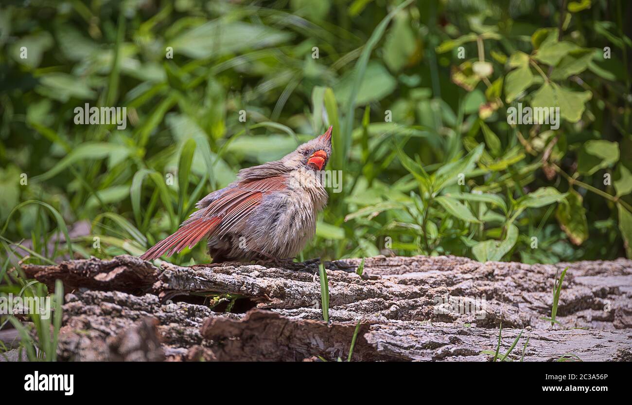 A feamle northern cardinal with a laid back attitude Stock Photo - Alamy