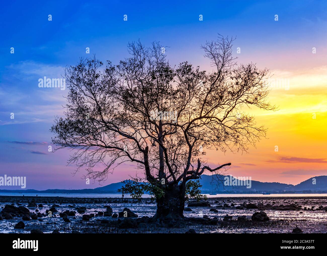 Tree with sea sunset or sunrise and colorful of sky and cloud with ...