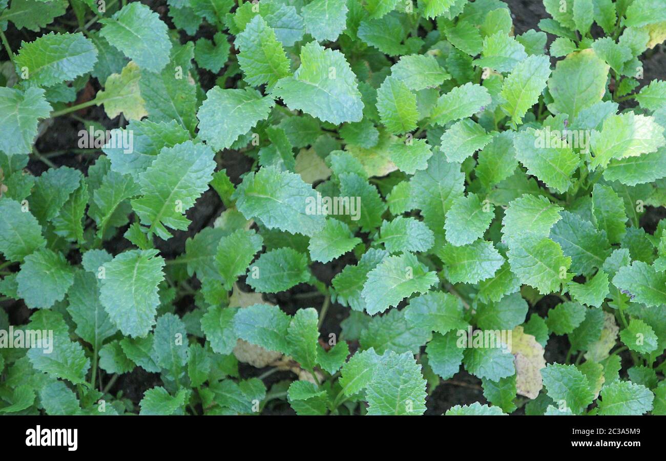 Green leaves of a sprouted edible mustard plant Stock Photo - Alamy