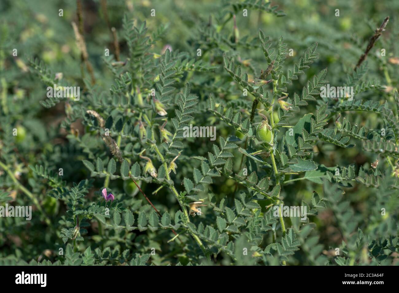 closeup of Chickpeas pod with green young plants in the farm field ...