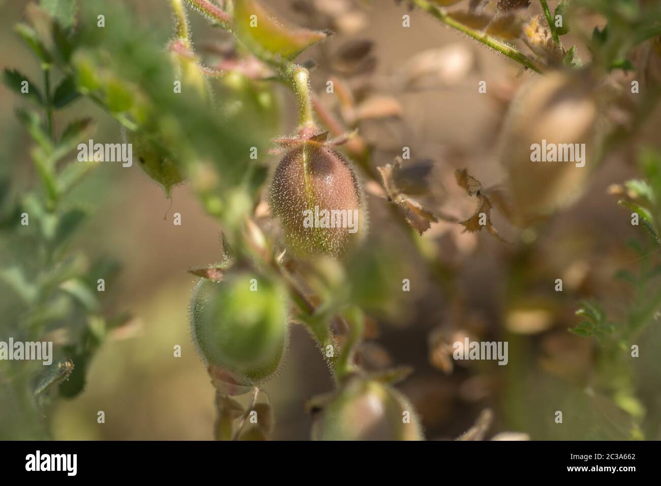 closeup of Chickpeas pod with green young plants in the farm field ...