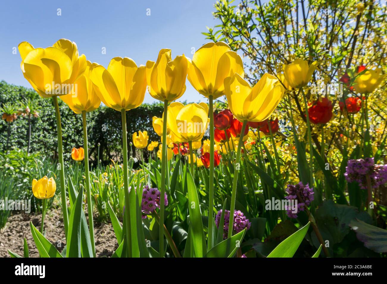Back lit tulips hi-res stock photography and images - Alamy