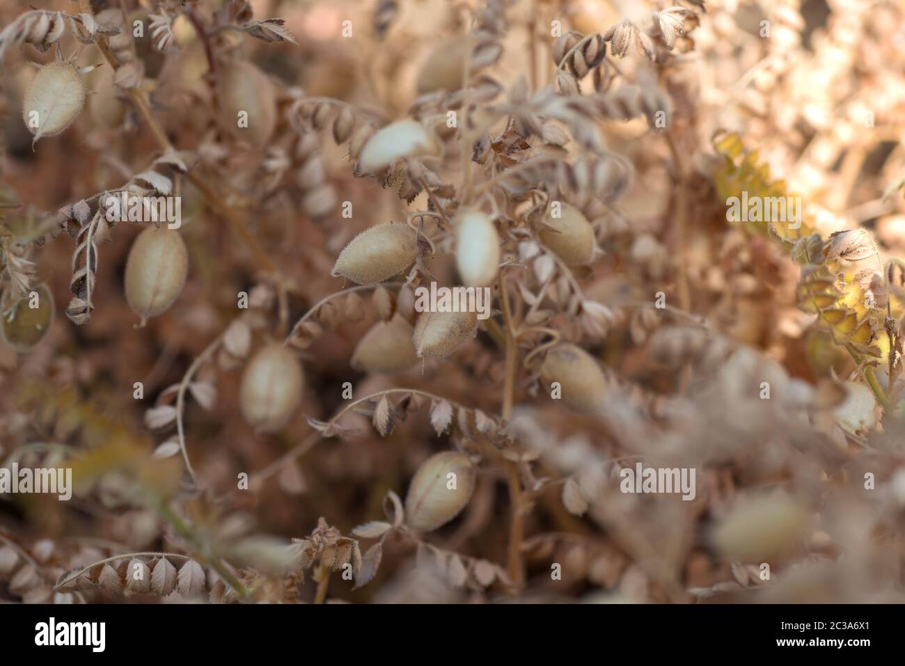 closeup of Chickpeas pod with green young plants in the farm field ...