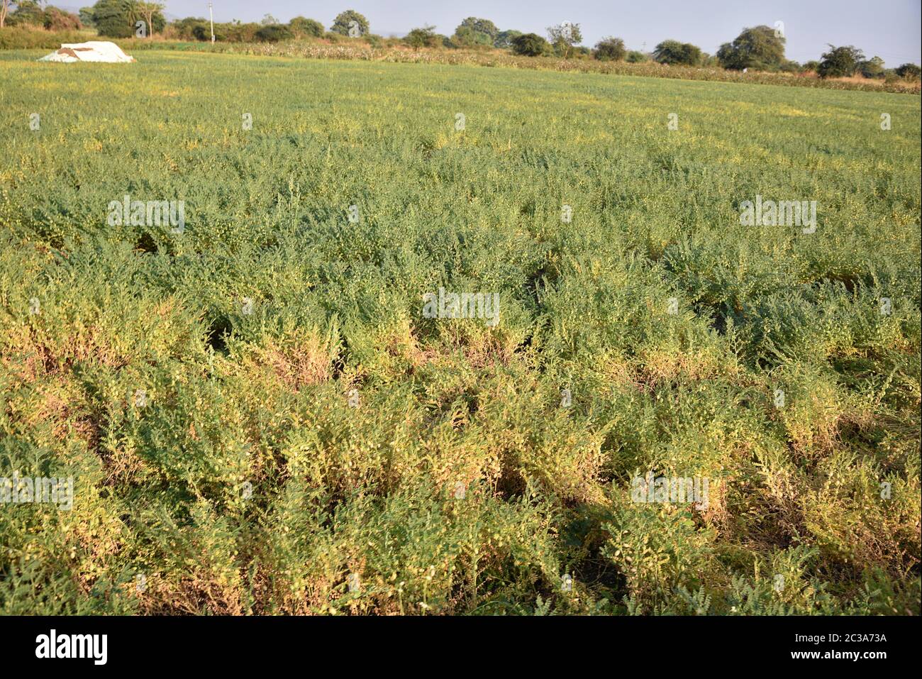 Chickpeas farm field, Chickpeas pod with green young plants in the farm ...