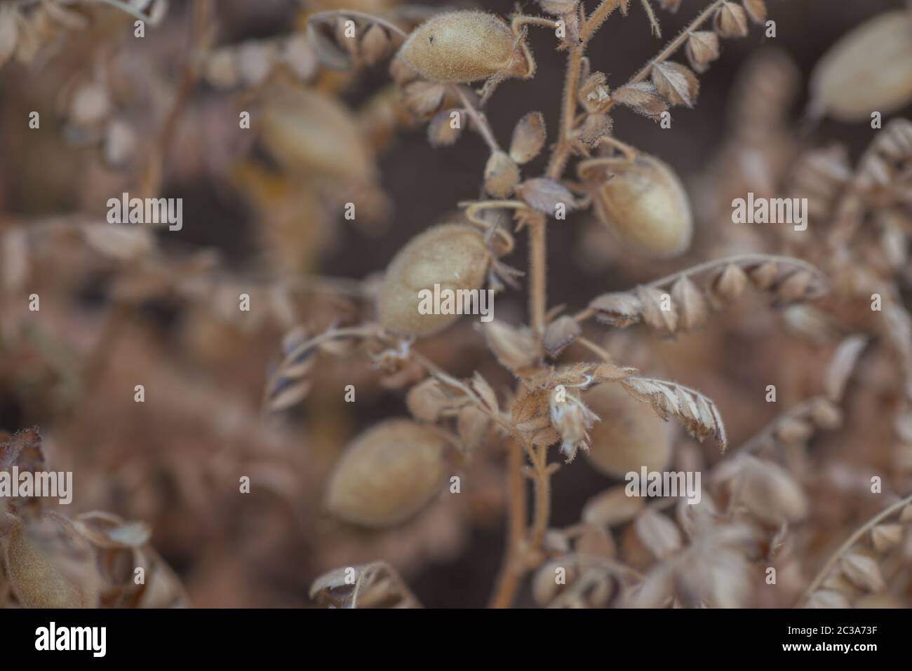 closeup of Chickpeas pod with green young plants in the farm field ...