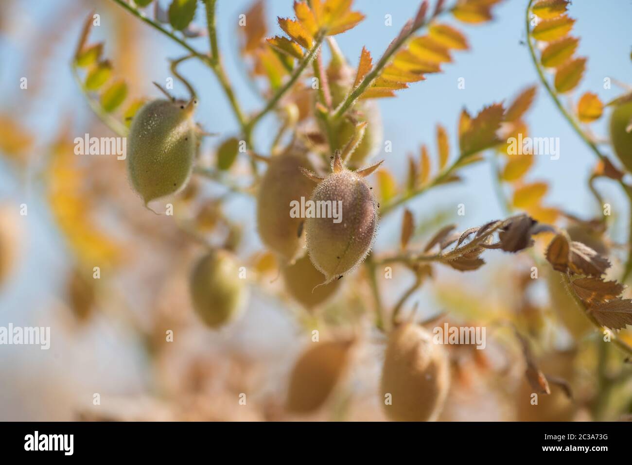 closeup of Chickpeas pod with green young plants in the farm field ...