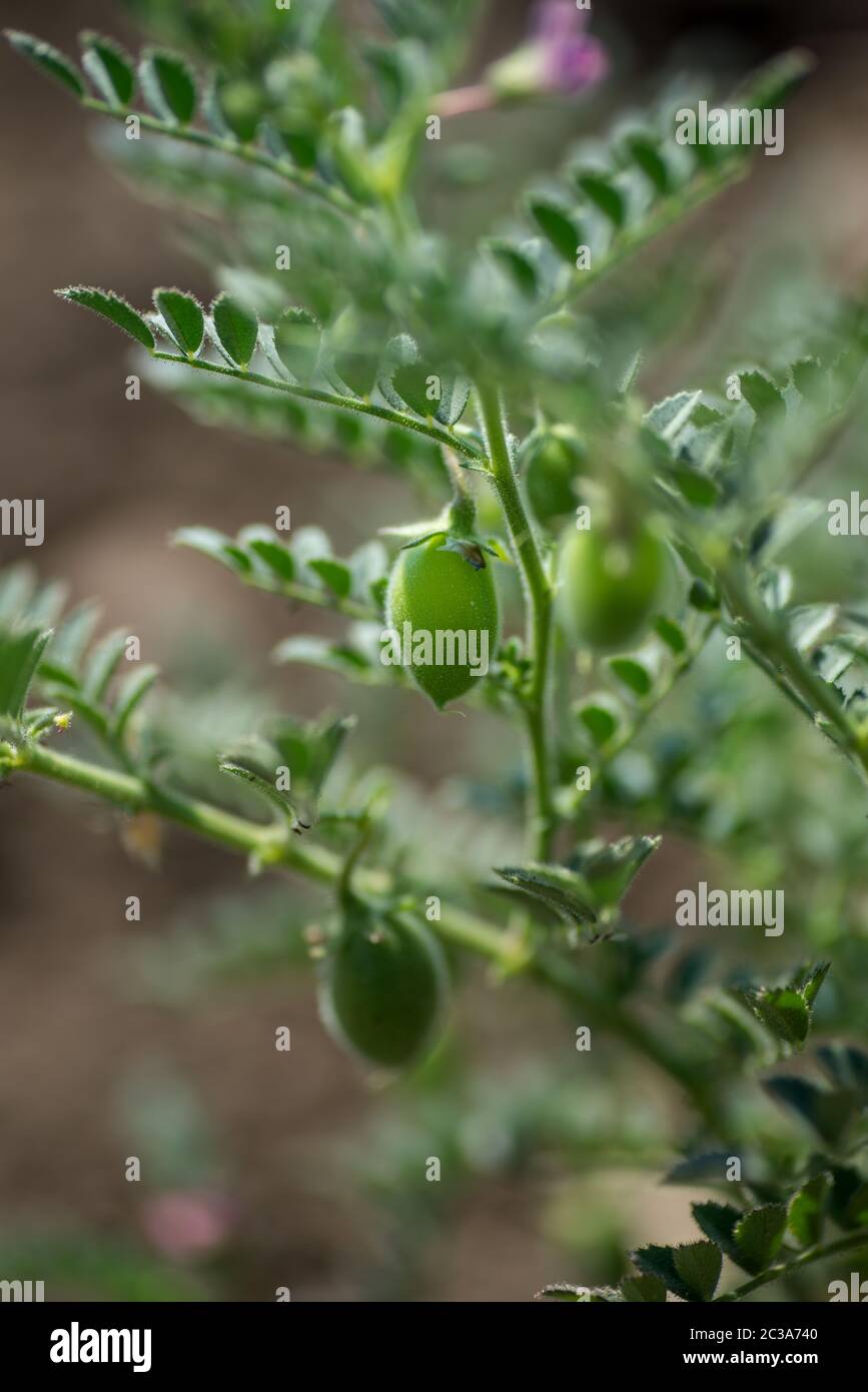 closeup of Chickpeas pod with green young plants in the farm field ...