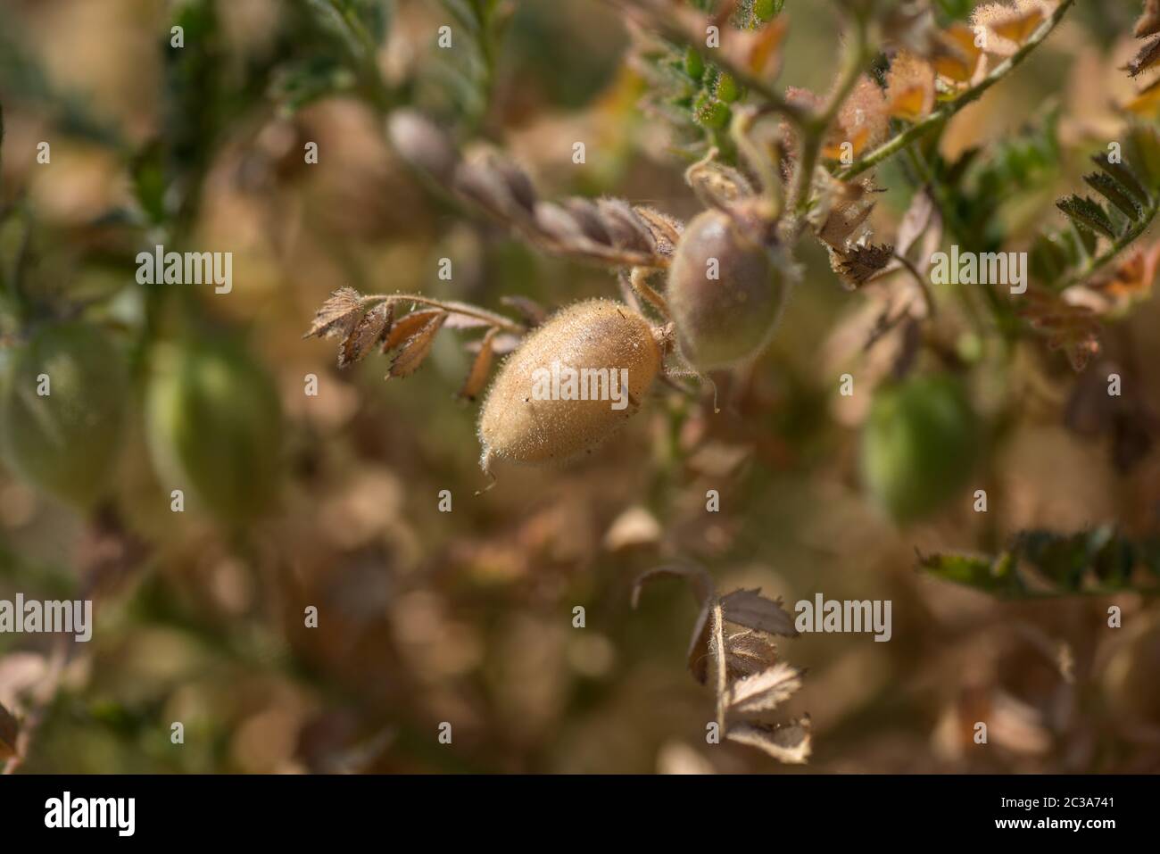closeup of Chickpeas pod with green young plants in the farm field ...