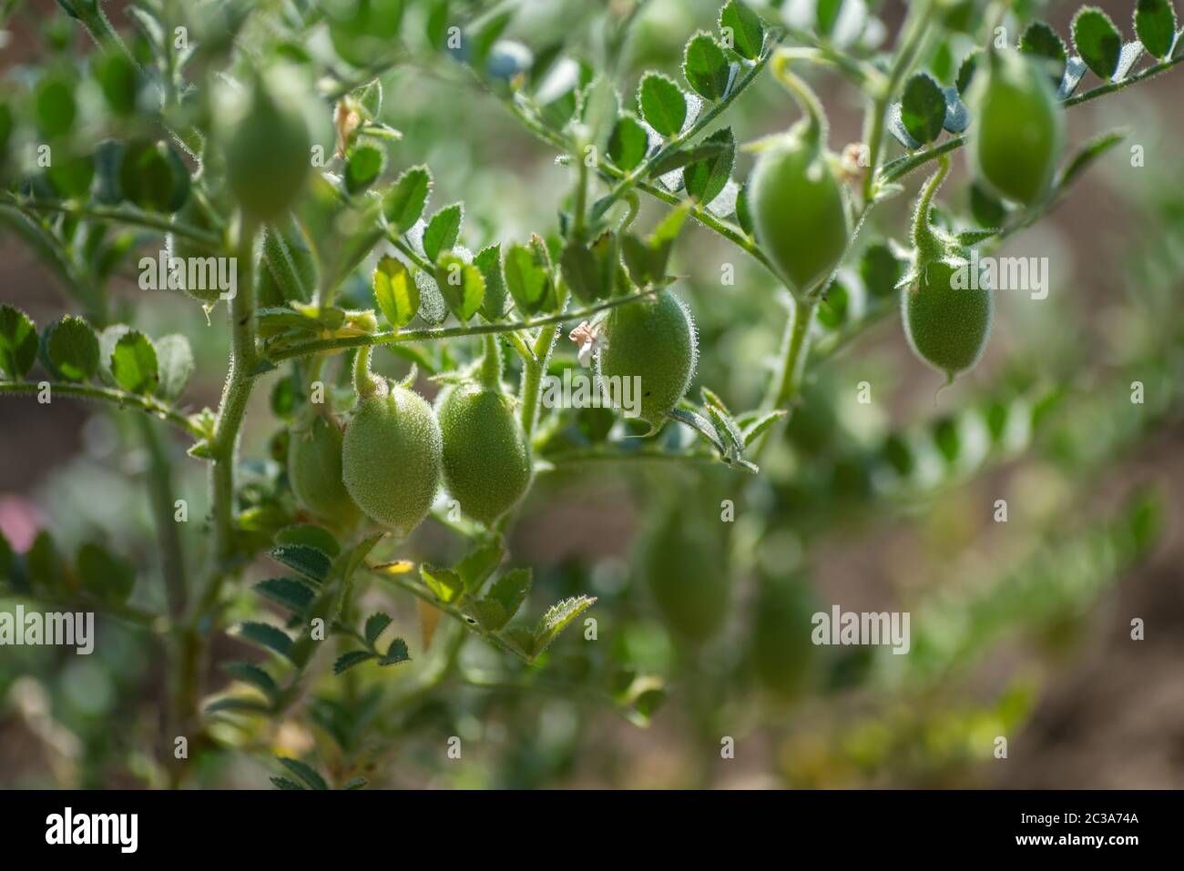 closeup of Chickpeas pod with green young plants in the farm field ...