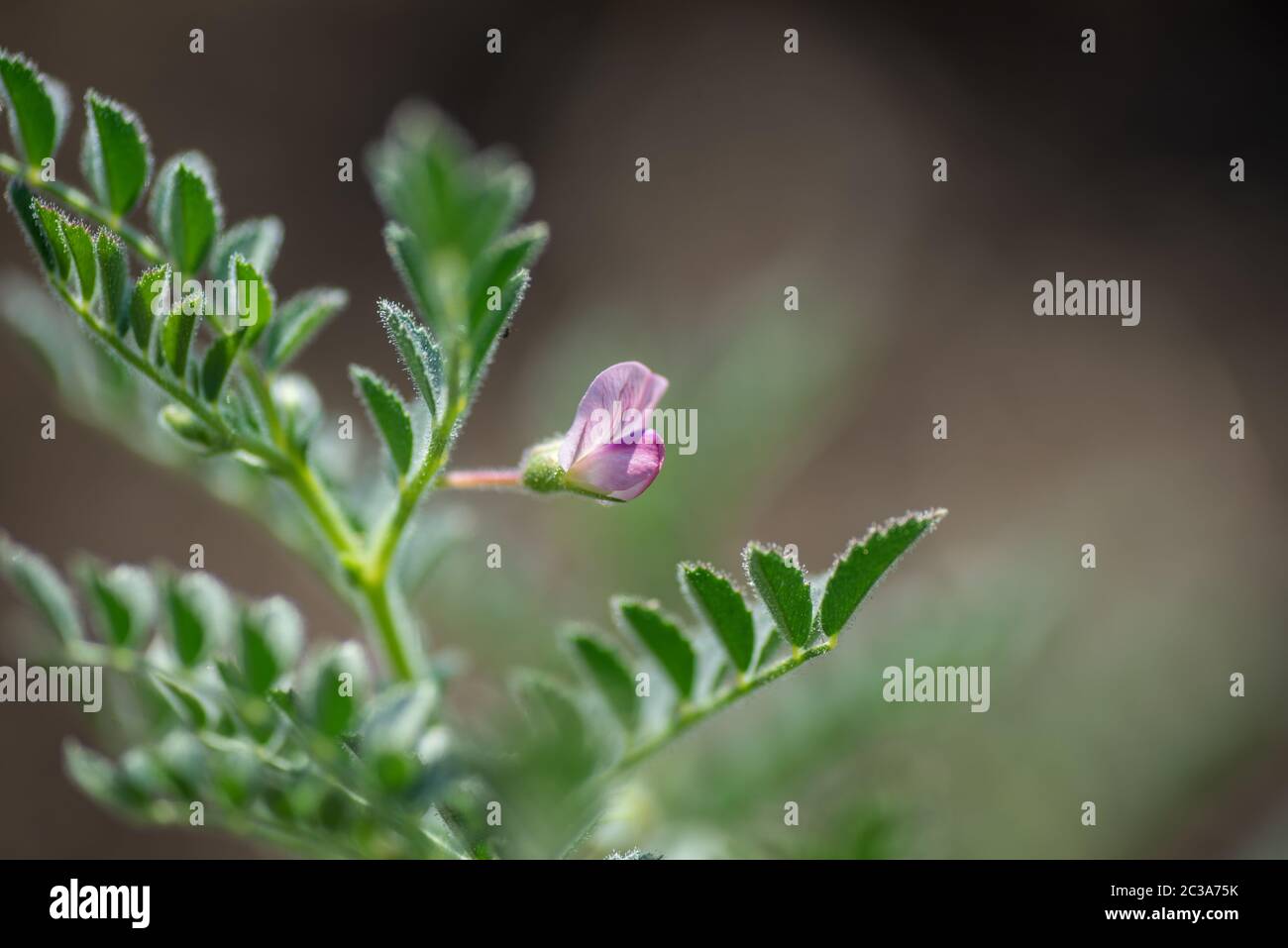 Chickpea flowers hi-res stock photography and images - Alamy