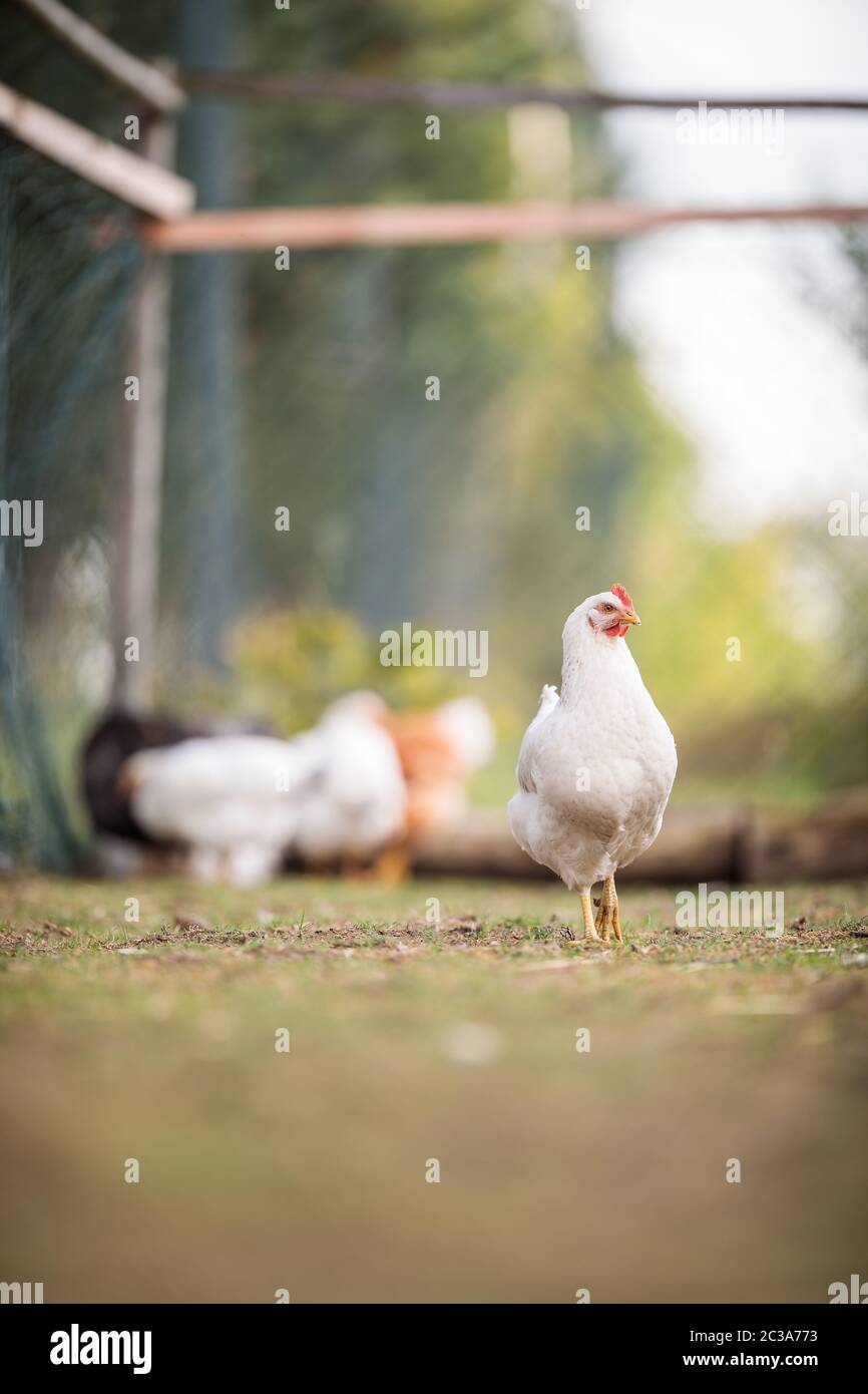 Hen in a farmyard (Gallus gallus domesticus Stock Photo - Alamy