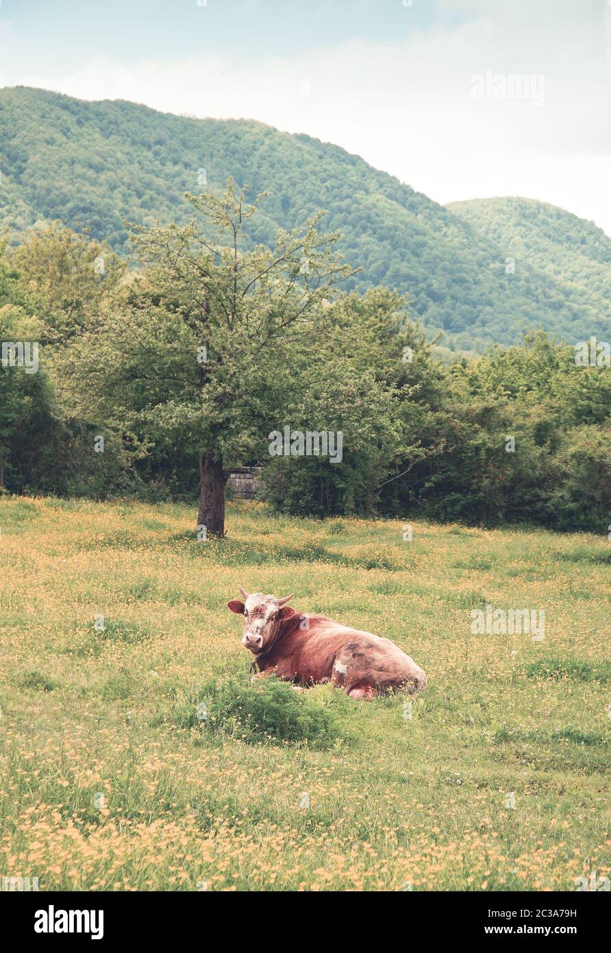 Cow foot plant hi-res stock photography and images - Alamy