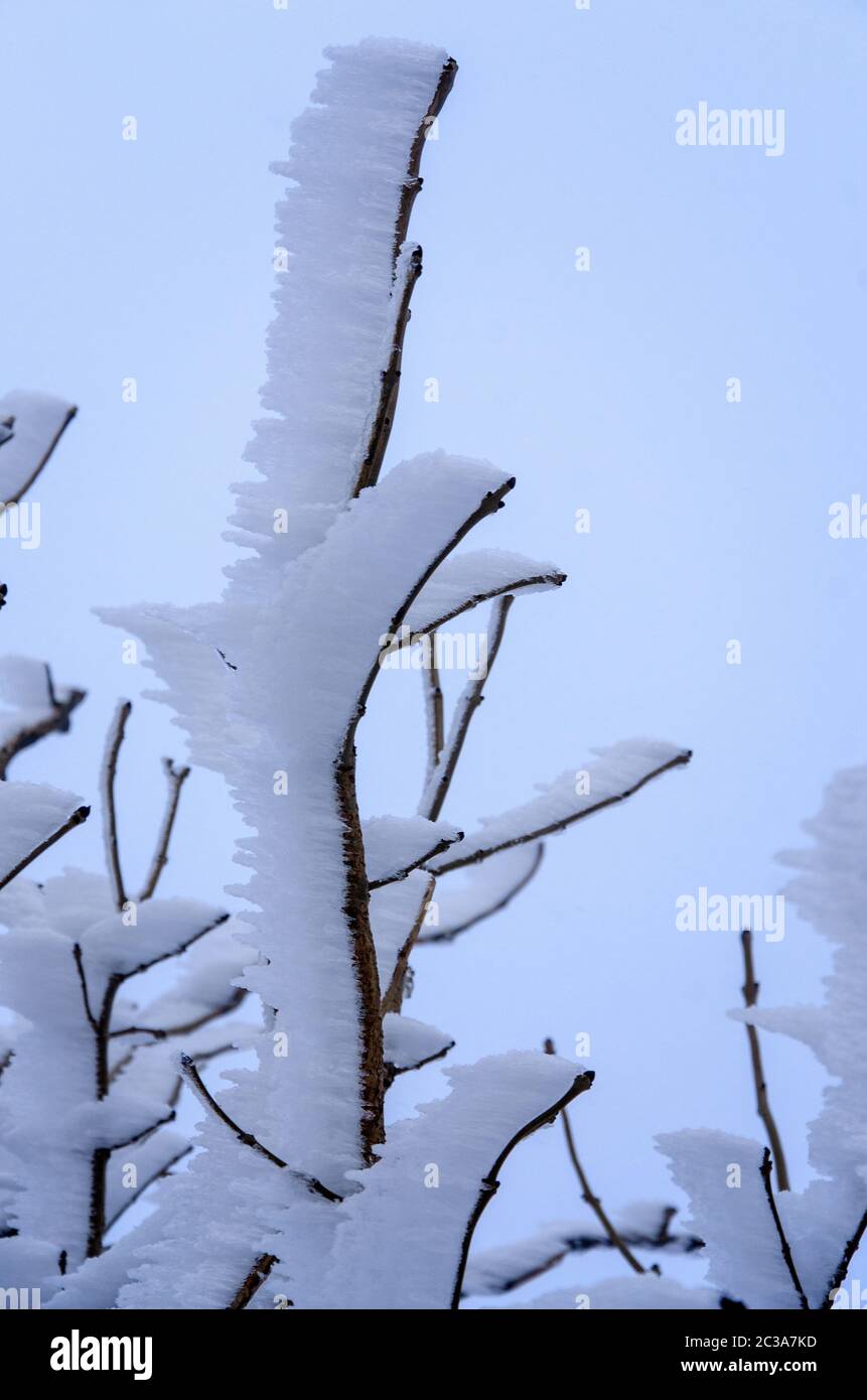Tree wind hi-res stock photography and images - Alamy
