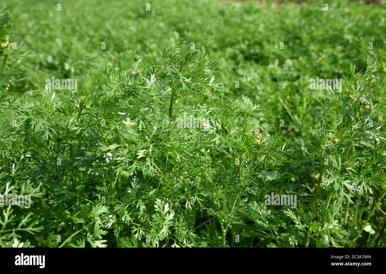 Fresh green coriander in garden or farm field Stock Photo - Alamy