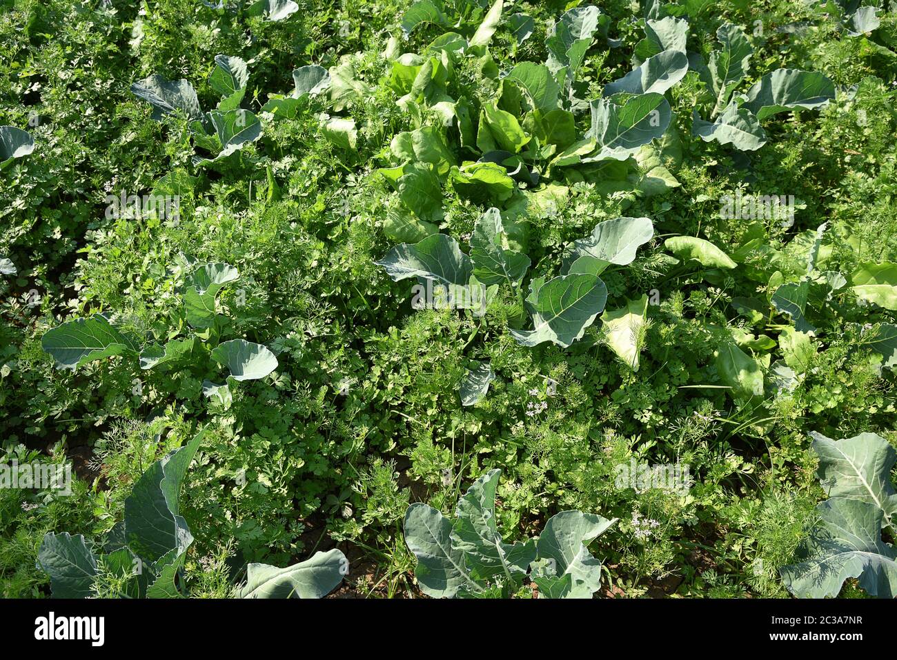 Fresh green coriander in garden or farm field Stock Photo - Alamy