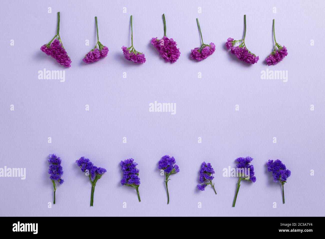 Purple statice flowers on light purple background. Floral composition ...
