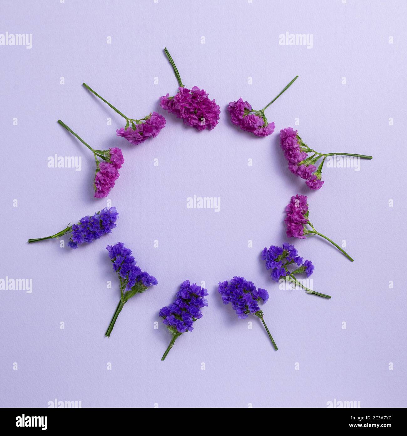 Purple statice flowers on light purple background. Floral composition ...
