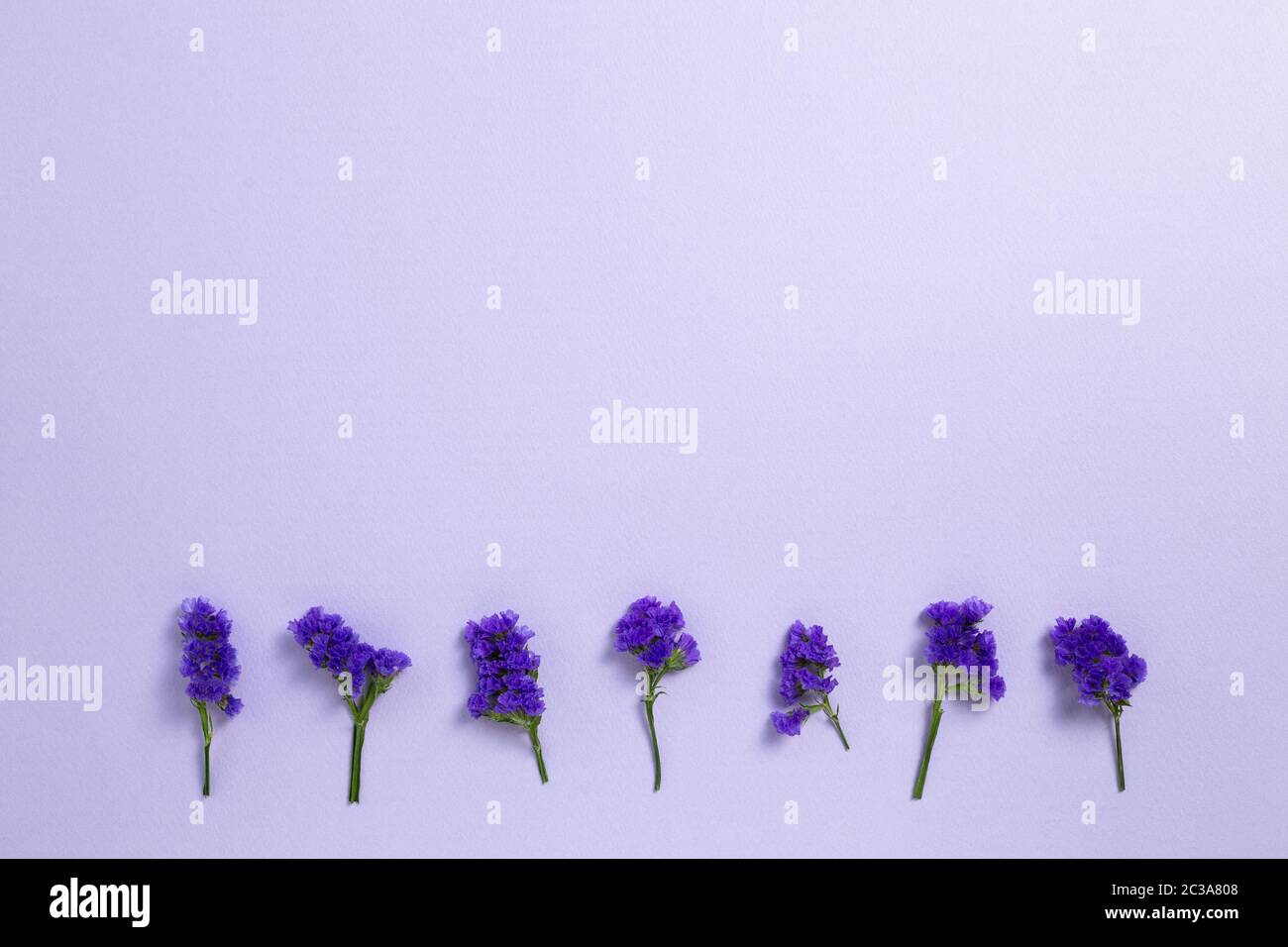 Purple statice flowers on light purple background. Floral composition ...
