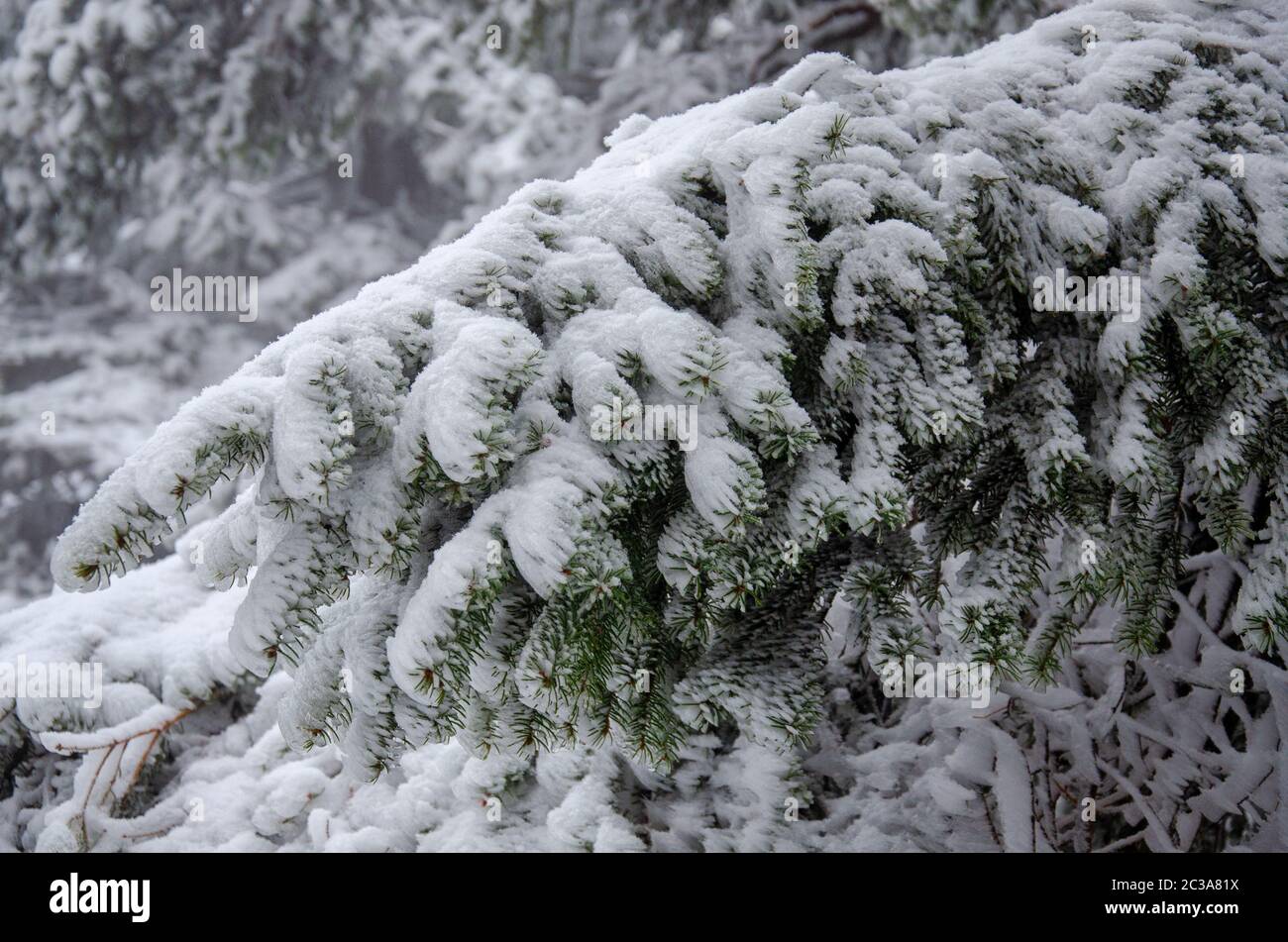 Conifer snow hi-res stock photography and images - Alamy