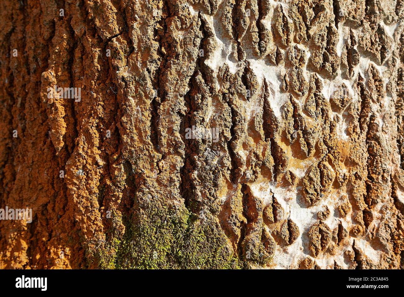 Thick tree trunk close up, some moss growing Stock Photo - Alamy