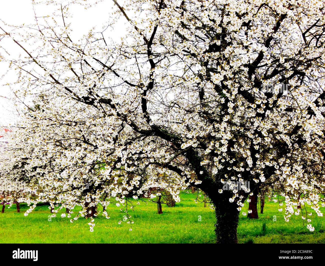 cherry trees in full bloom Stock Photo - Alamy cherry trees in full bloom Stock Photo - Alamy