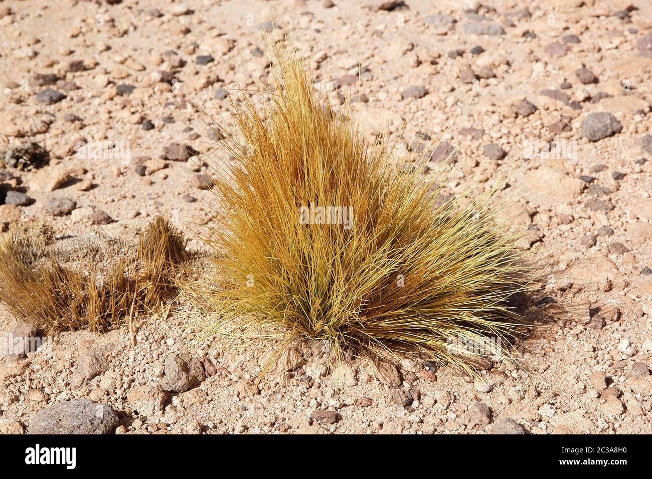 Peruvian feathergrass, jarava ichu, in the Puna de Atacama, Argentina ...